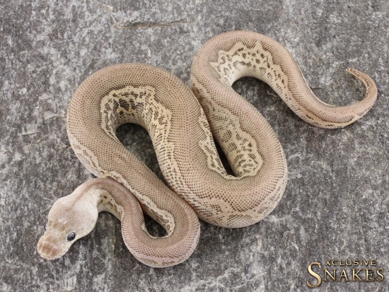 Black Pewter Wookie Leopard Pos Yellow Belly / Gravel Clown Ball Python ...