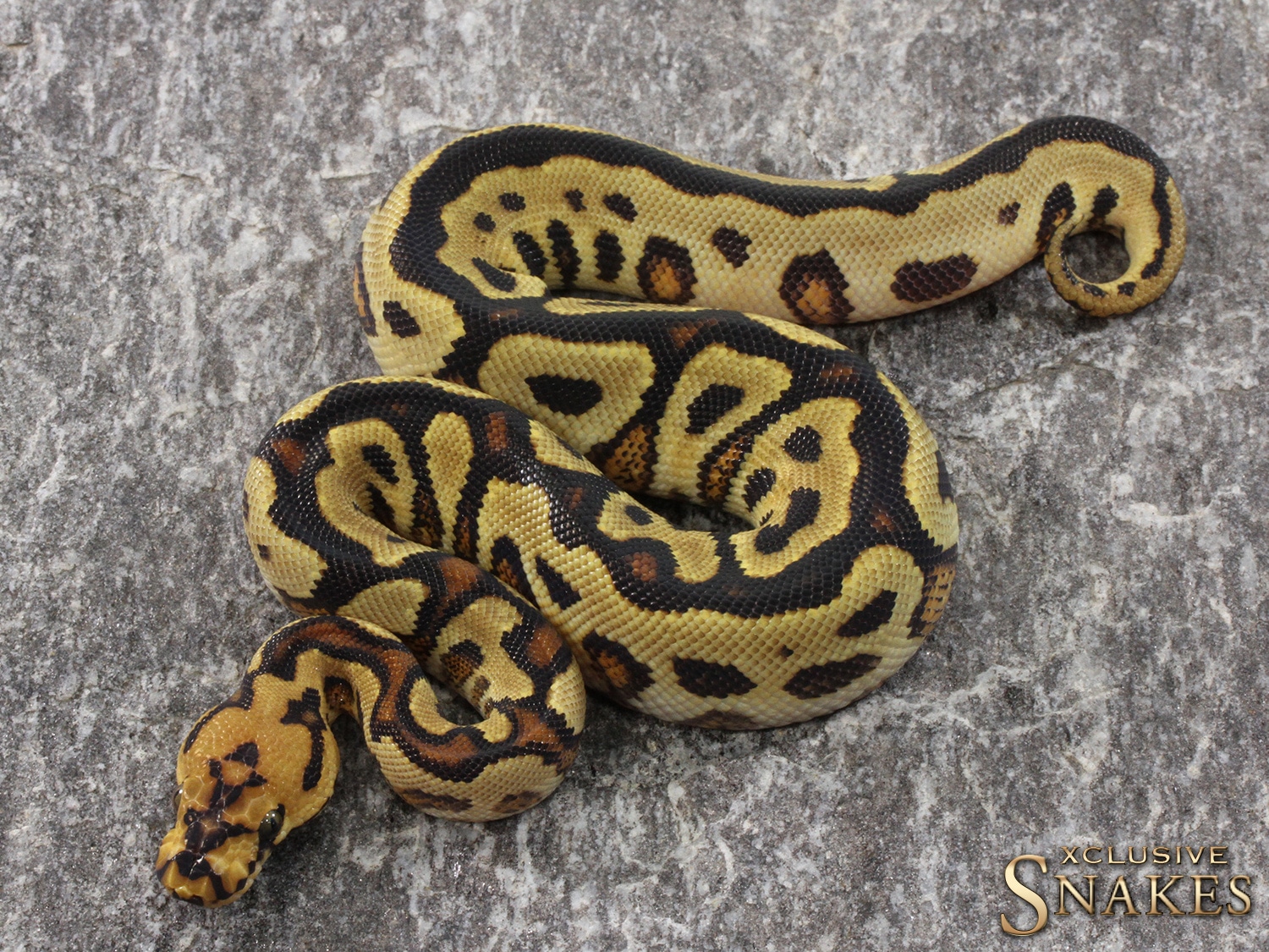 Spotnose Yellow Belly Clown Ball Python by Xclusive Snakes - MorphMarket