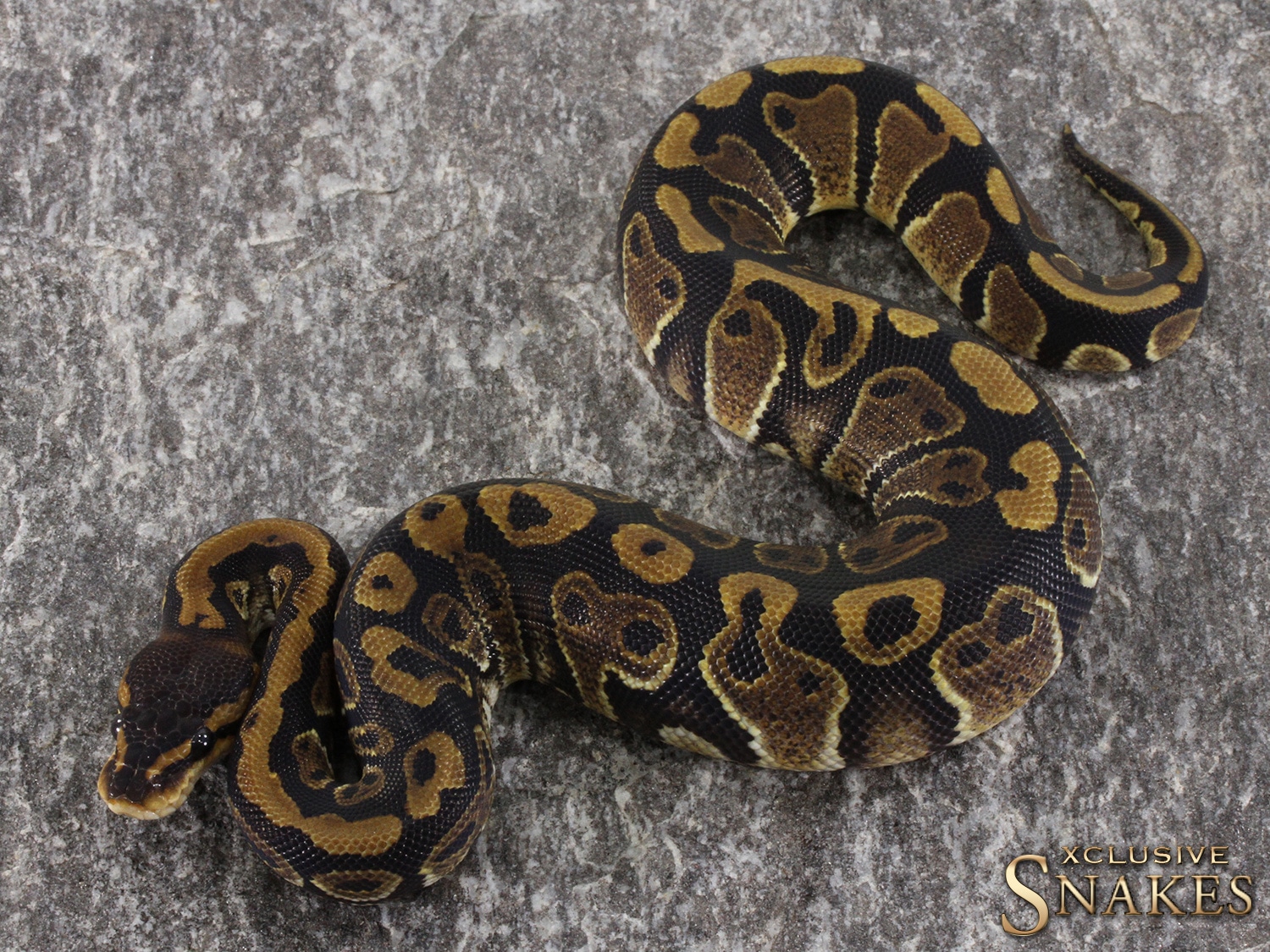 Wookie Het Desert Ghost 50% Het Clown Ball Python by Xclusive Snakes ...