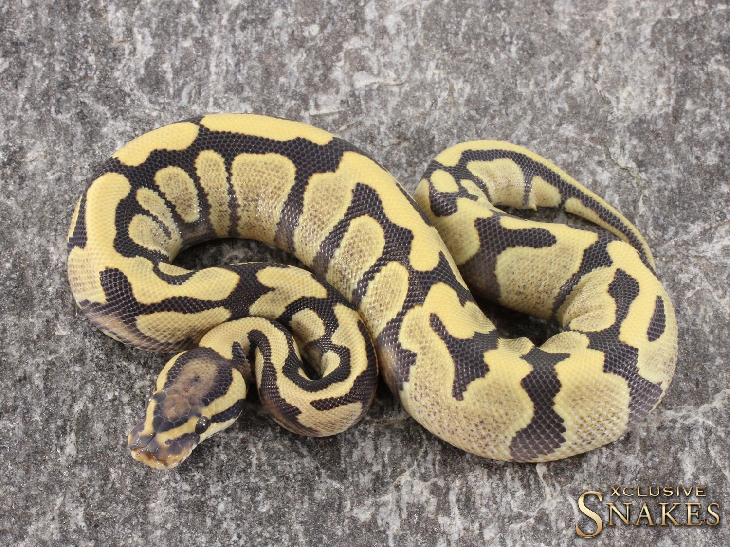 Enchi Fire Gravel Desert Ghost Ball Python by Xclusive Snakes - MorphMarket