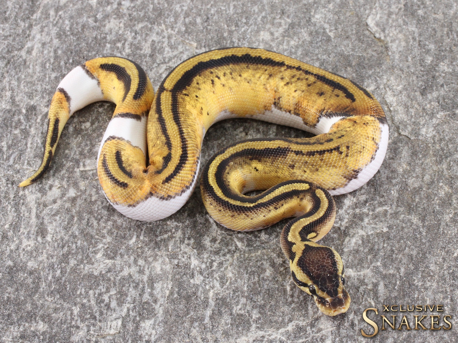 Pastel Yellow Belly Piebald Het Lavender Ball Python by Xclusive Snakes ...