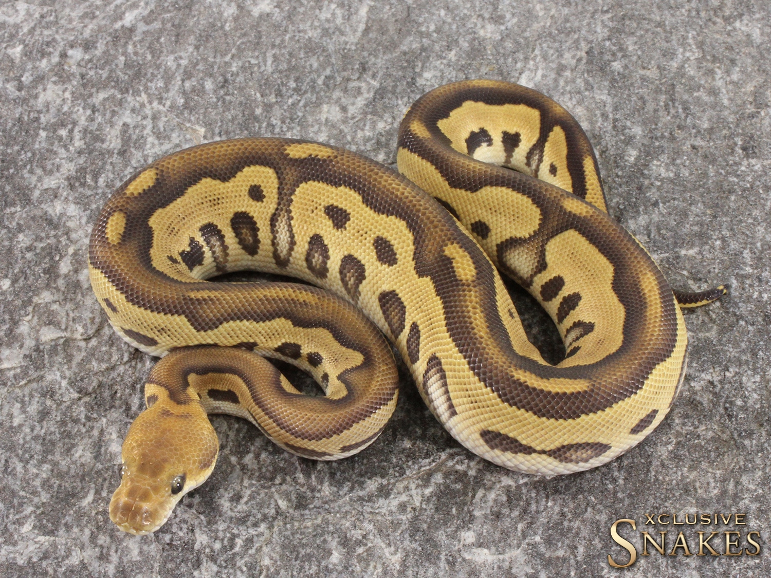 Wookie Mojave Leopard Clown Ball Python by Xclusive Snakes - MorphMarket