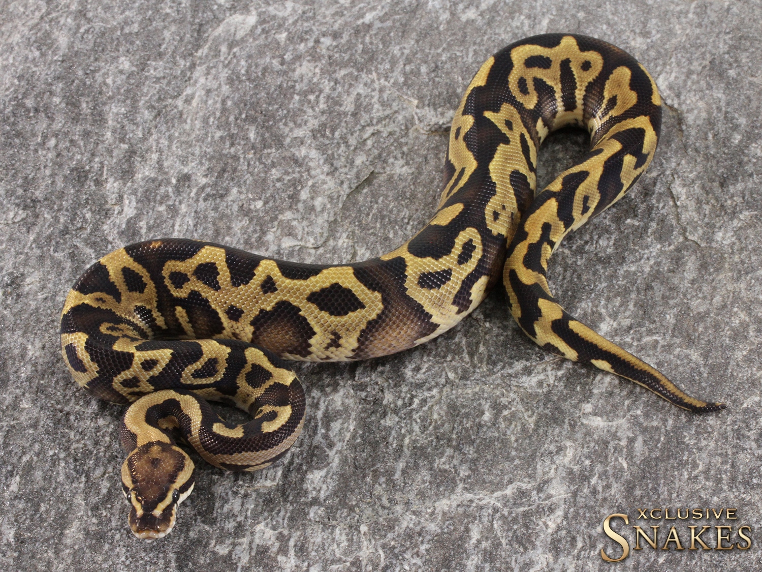 Fire Leopard Het Clown Ball Python by Xclusive Snakes - MorphMarket
