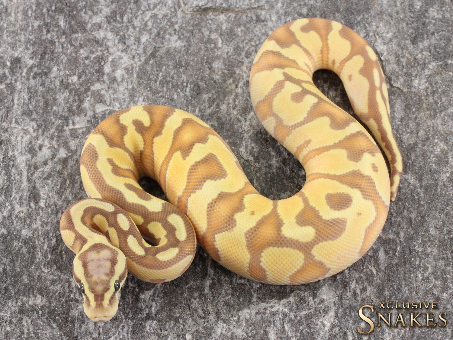 Banana Pastel Enchi Special Het Piebald Ball Python by Xclusive Snakes ...