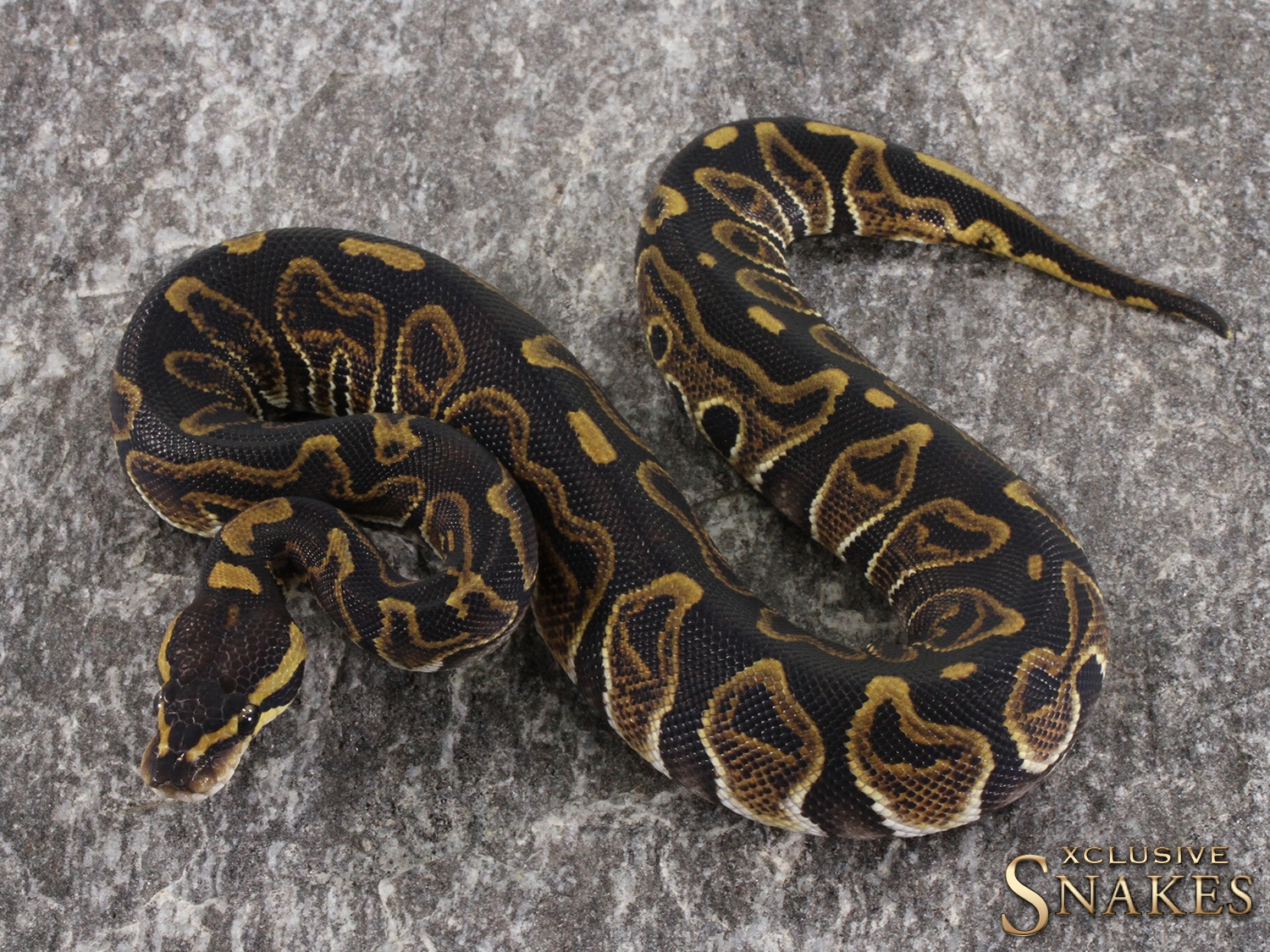GHI Leopard Het Clown Ball Python by Xclusive Snakes - MorphMarket