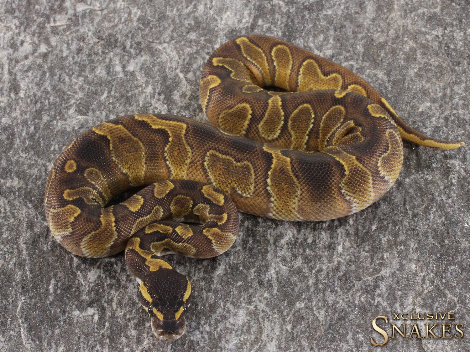 Enchi Black Head GHI Ball Python by Xclusive Snakes - MorphMarket