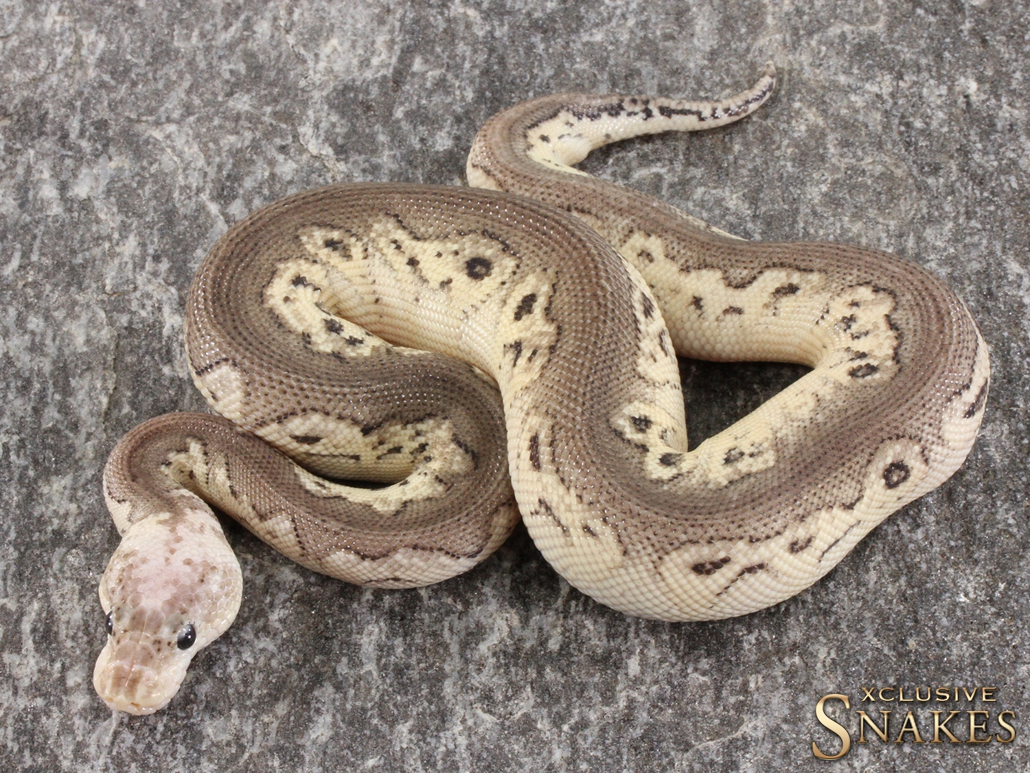 Pewter Clown Ball Python by Xclusive Snakes - MorphMarket