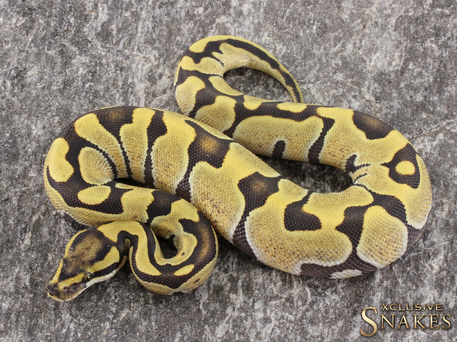Enchi Desert Ghost Ball Python by Xclusive Snakes - MorphMarket