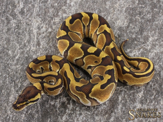 Enchi Special Het Piebald Ball Python by Xclusive Snakes