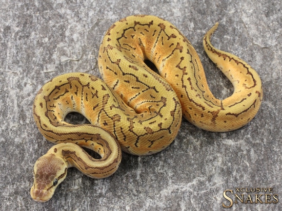 Pastel Special Pinstripe Het Piebald Ball Python by Xclusive Snakes