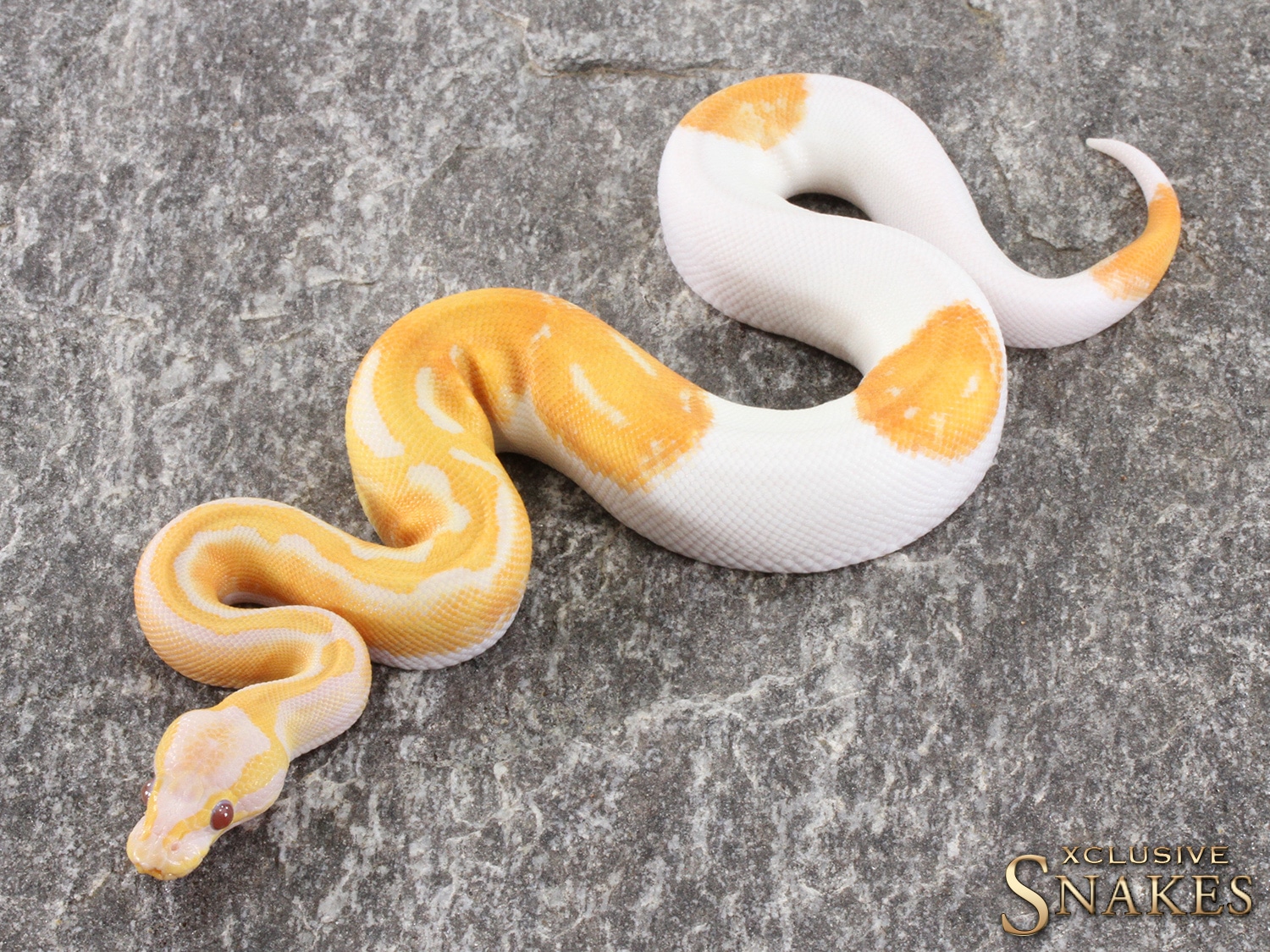 Black Head Dreamsicle Ball Python by Xclusive Snakes - MorphMarket