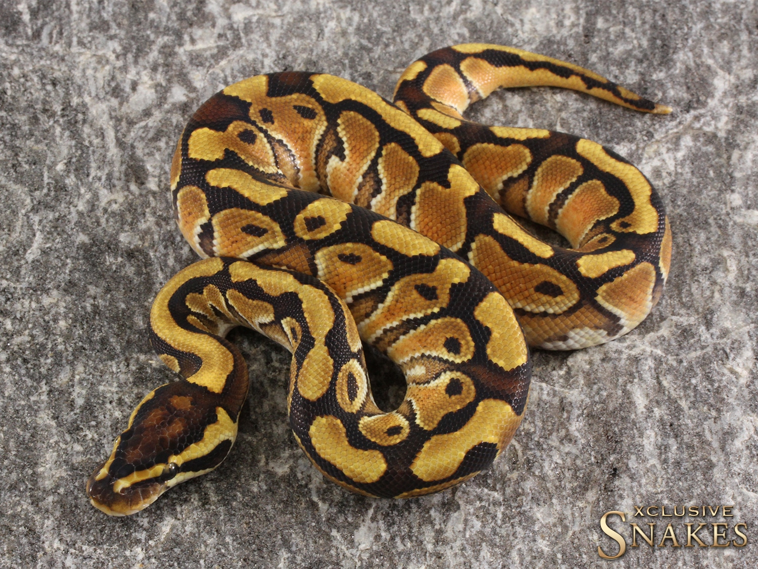 NR Mandarin Enchi Special Ball Python by Xclusive Snakes - MorphMarket