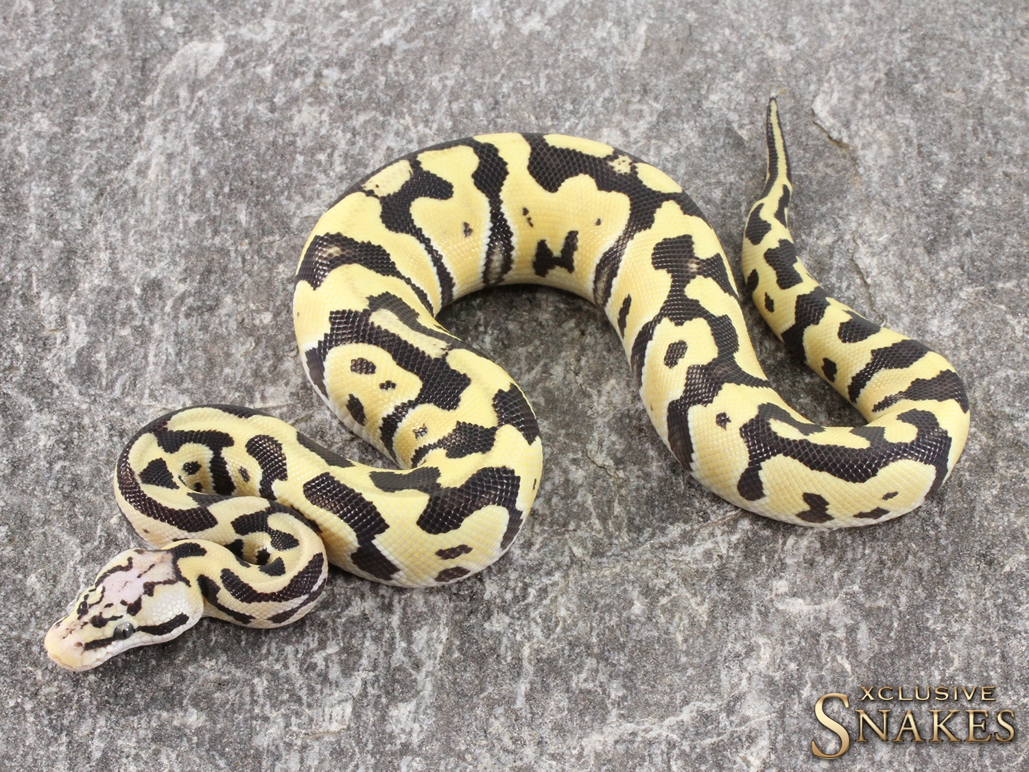 Pastel Crypton Desert Ghost Ball Python by Xclusive Snakes - MorphMarket