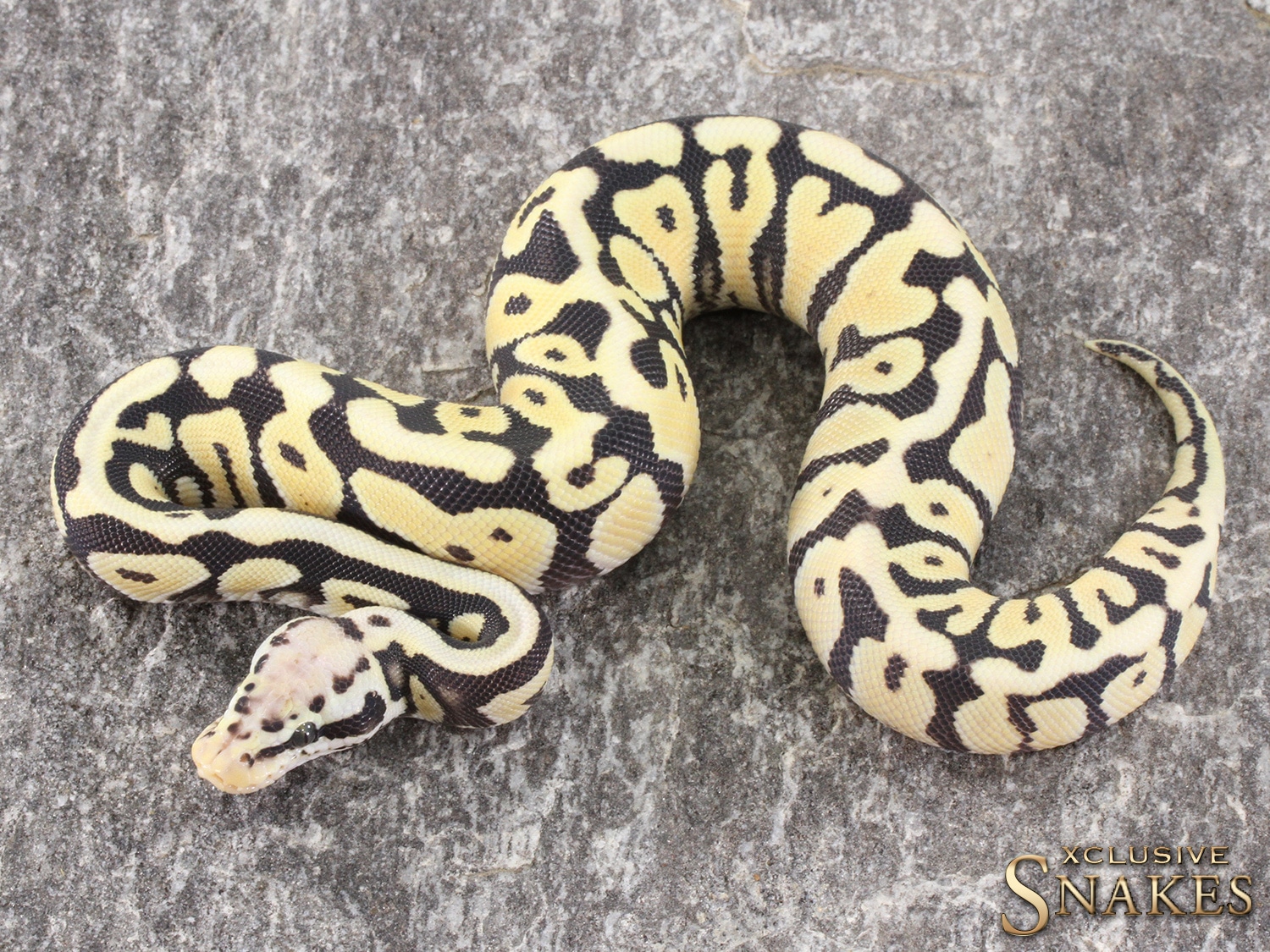 Pastel Spotnose Desert Ghost Het Clown Or Het Cryptic Ball Python by ...