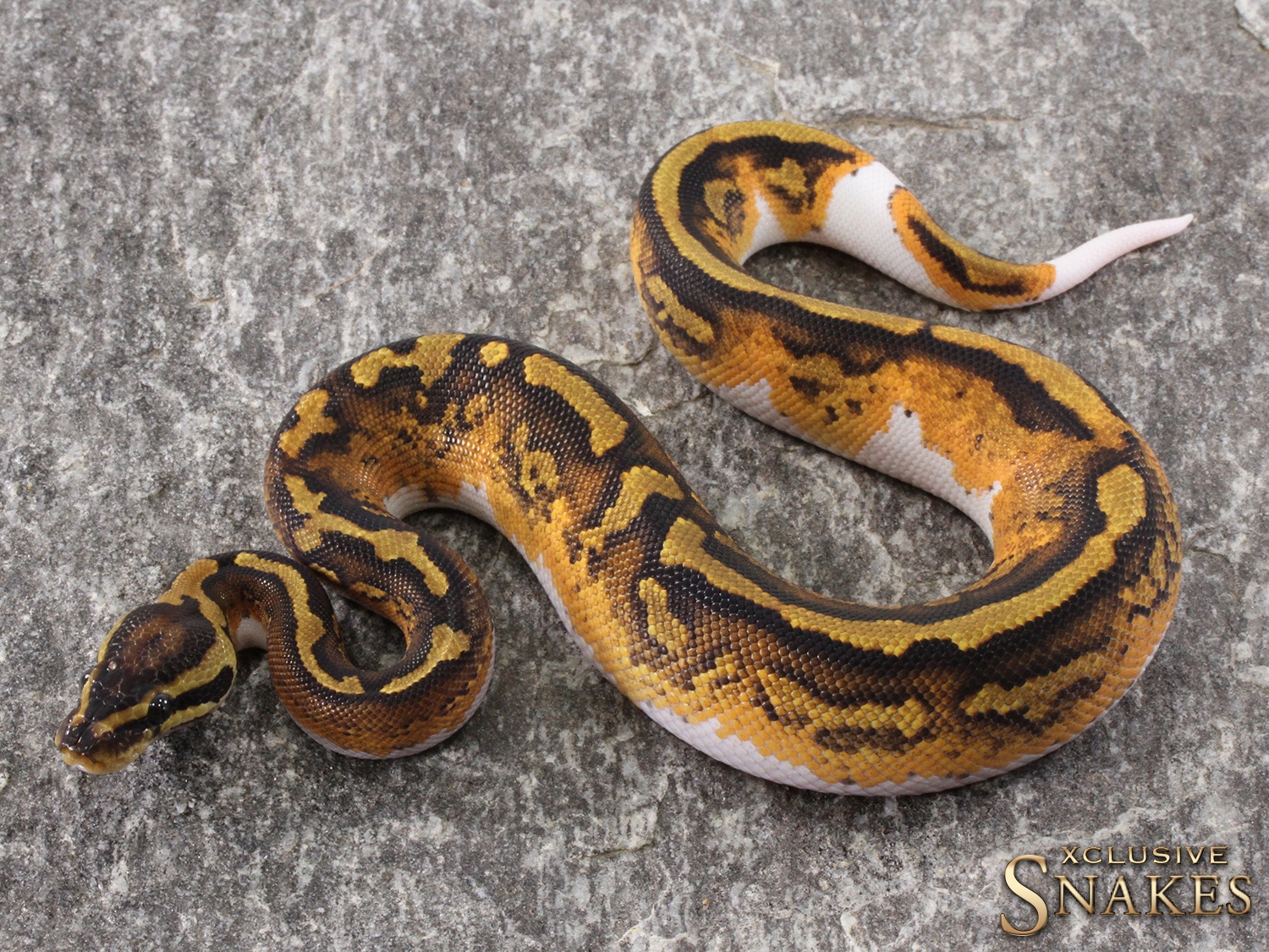 Yellow Belly Piebald 66% Het Lavender Ball Python by Xclusive Snakes ...