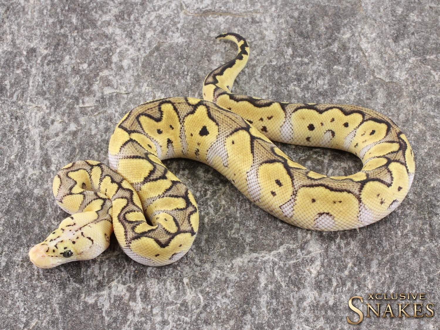 Pastel GHI Clown Ball Python by Xclusive Snakes - MorphMarket