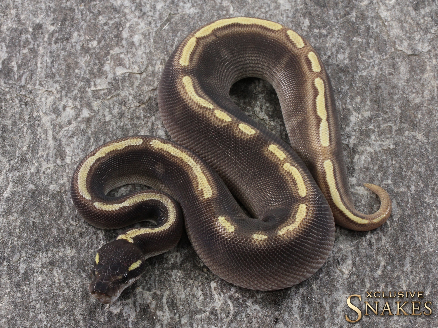 Enchi Black Head Mojave GHI Ball Python by Xclusive Snakes - MorphMarket