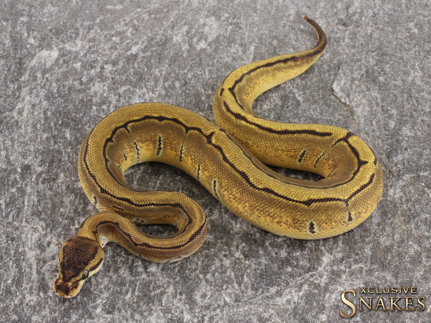 Enchi Pinstripe Het Piebald Ball Python by Xclusive Snakes - MorphMarket