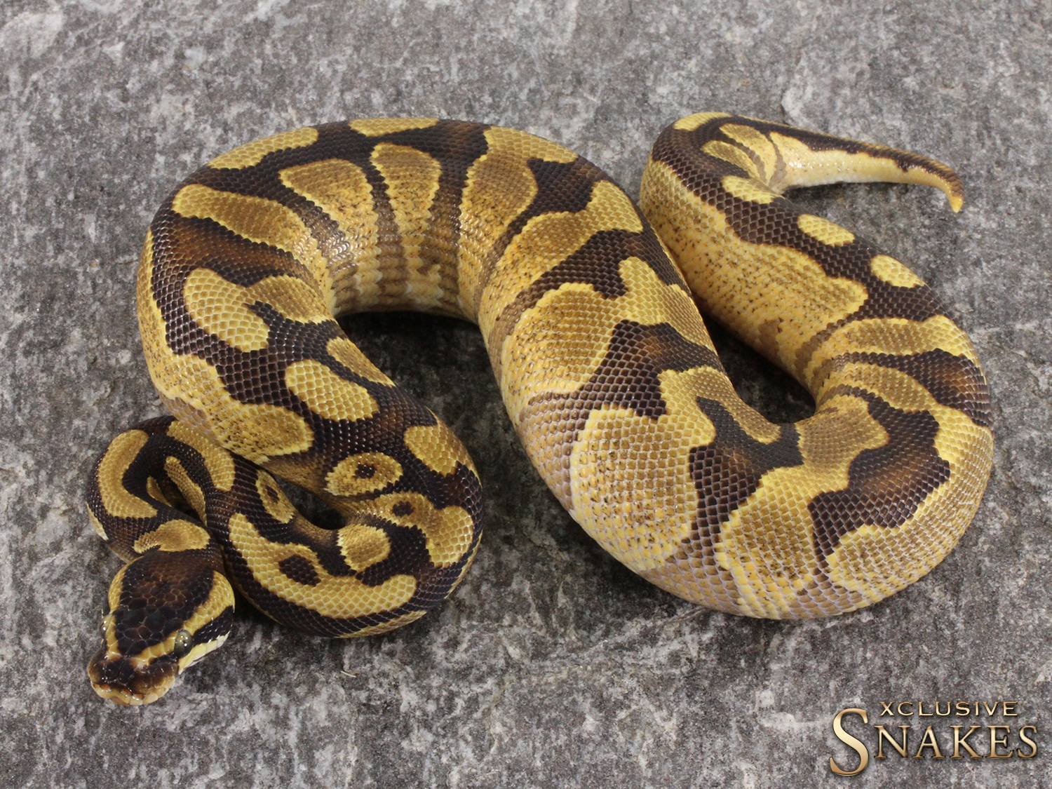 Enchi Yellow Belly Het Piebald 66% Het Lavender Ball Python by Xclusive ...