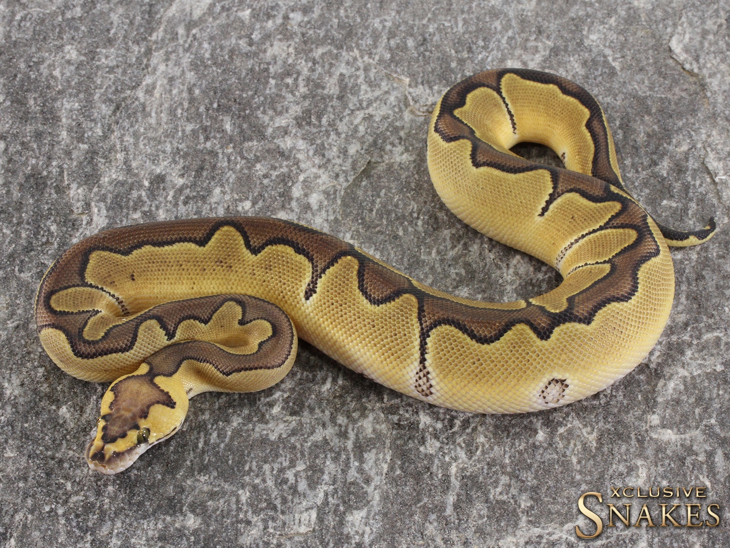 Enchi GHI Clown Ball Python by Xclusive Snakes - MorphMarket