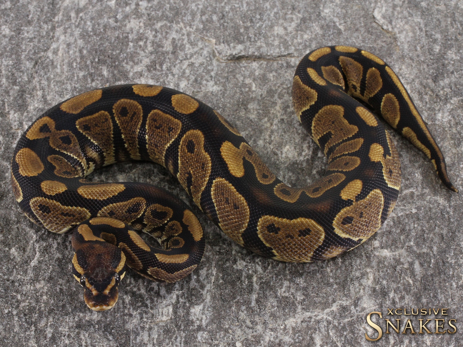 Gravel Het Ultramel Ball Python by Xclusive Snakes - MorphMarket