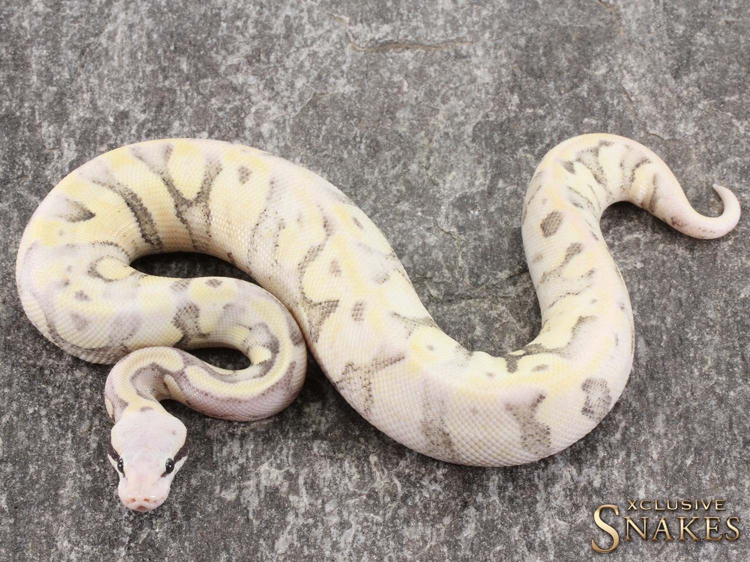 Super Pastel Fire Red Stripe Desert Ghost Ball Python by Xclusive ...