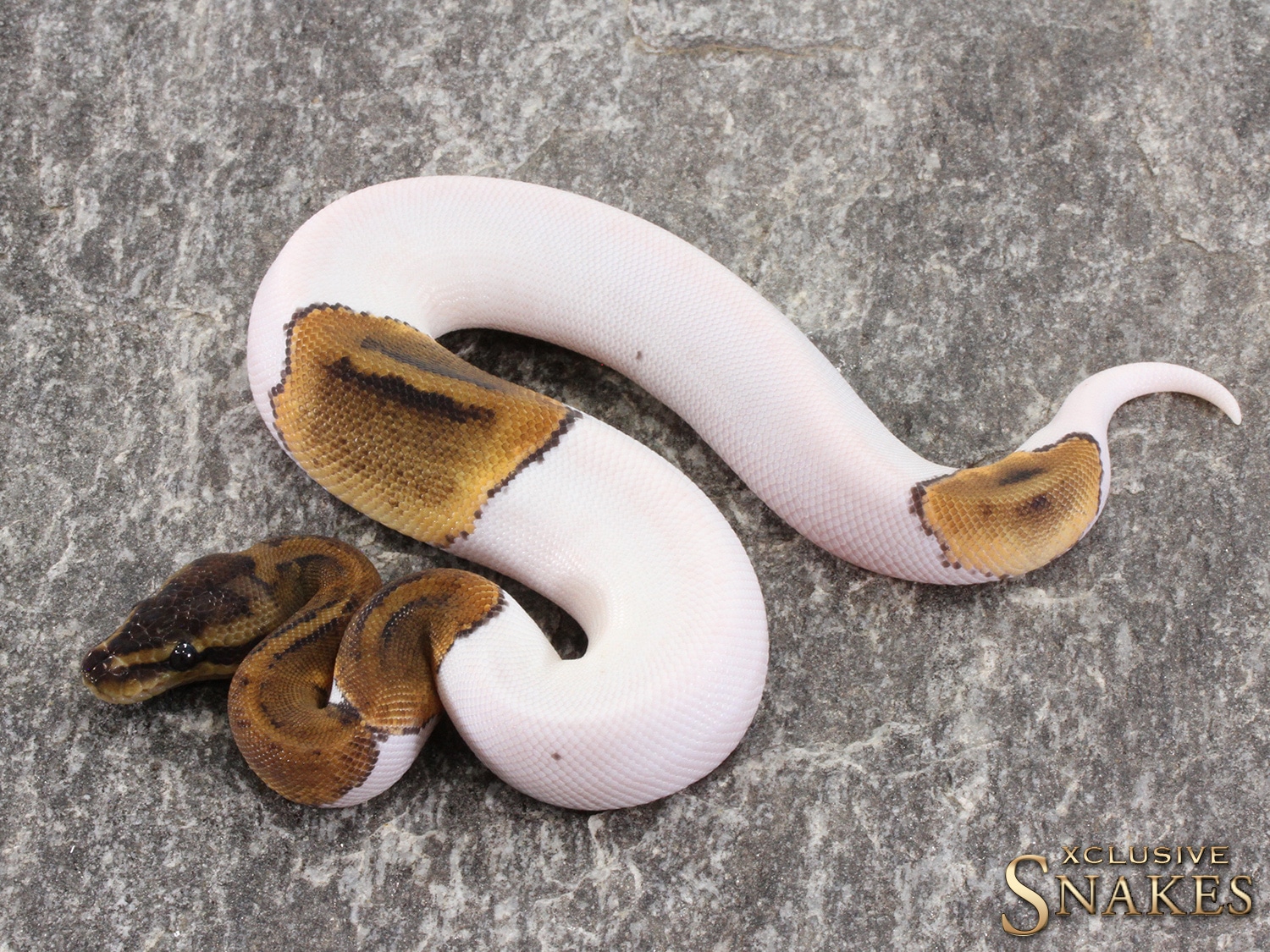 Copper Pos Yellow Belly Piebald Het Lavender Ball Python by Xclusive ...
