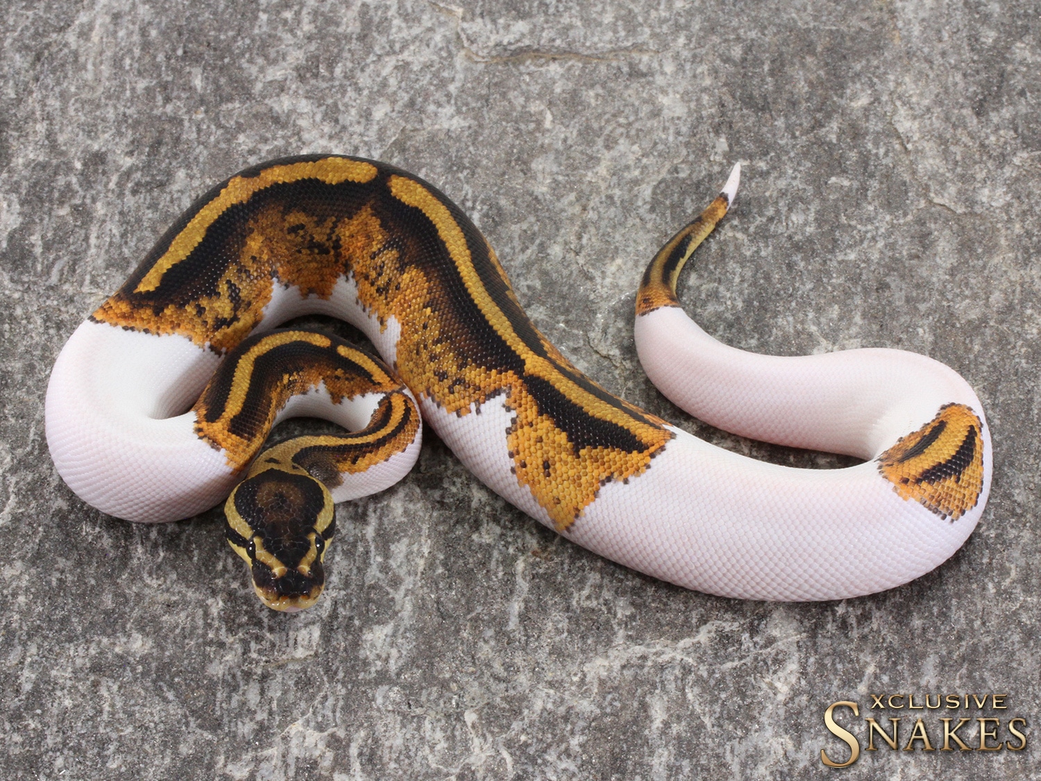 Gravel Piebald Ball Python by Xclusive Snakes - MorphMarket