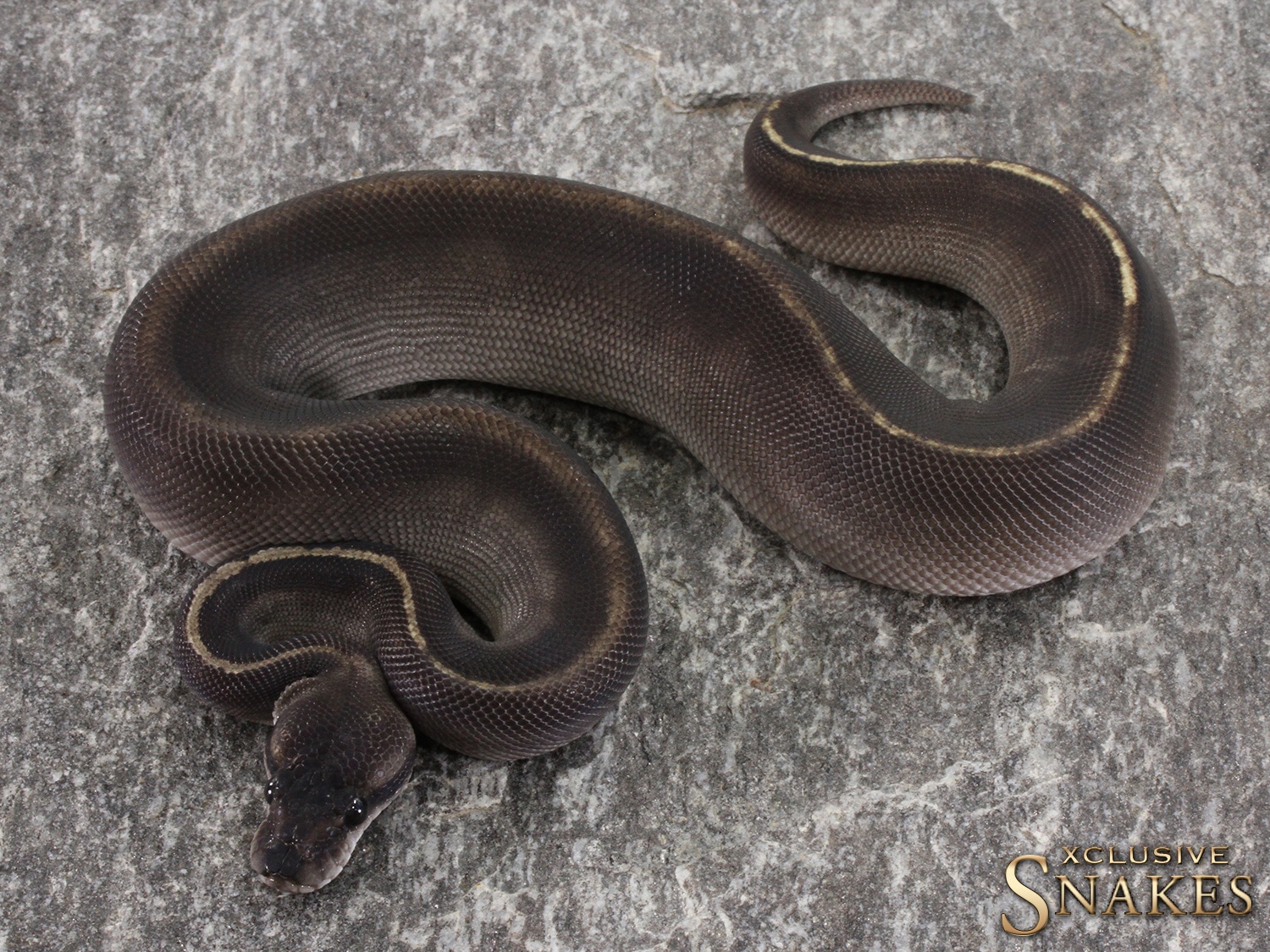 Black Head Mojave GHI Ball Python by Xclusive Snakes - MorphMarket
