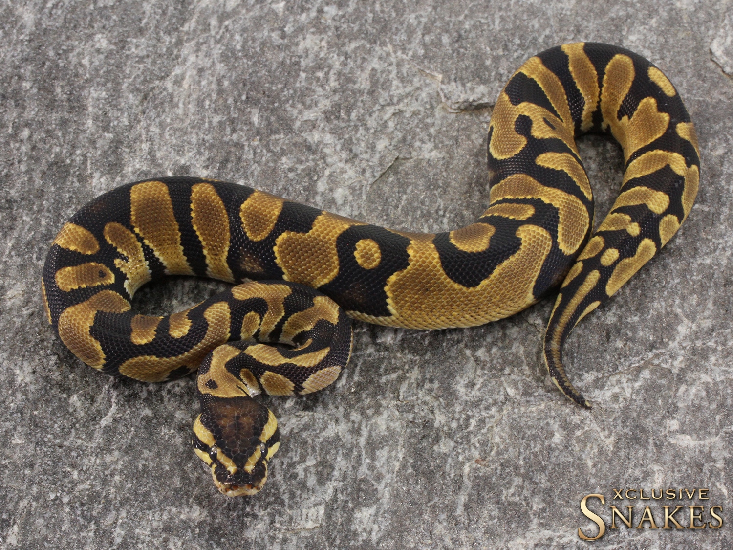 Leopard Double Het Dreamsicle 50% Het Clown Ball Python by Xclusive ...