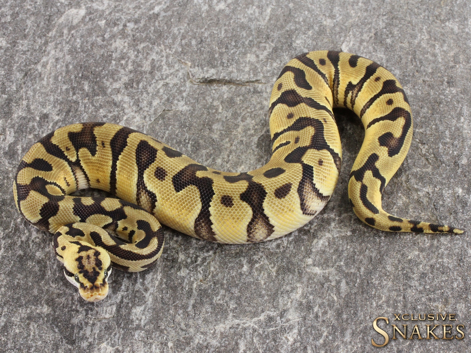 Pastel Enchi Crypton Het Desert Ghost Ball Python by Xclusive Snakes ...