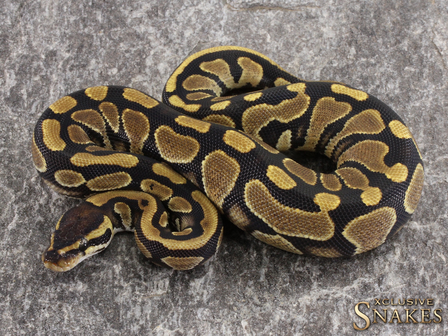 Gravel Double Het Lavender Piebald Ball Python by Xclusive Snakes ...