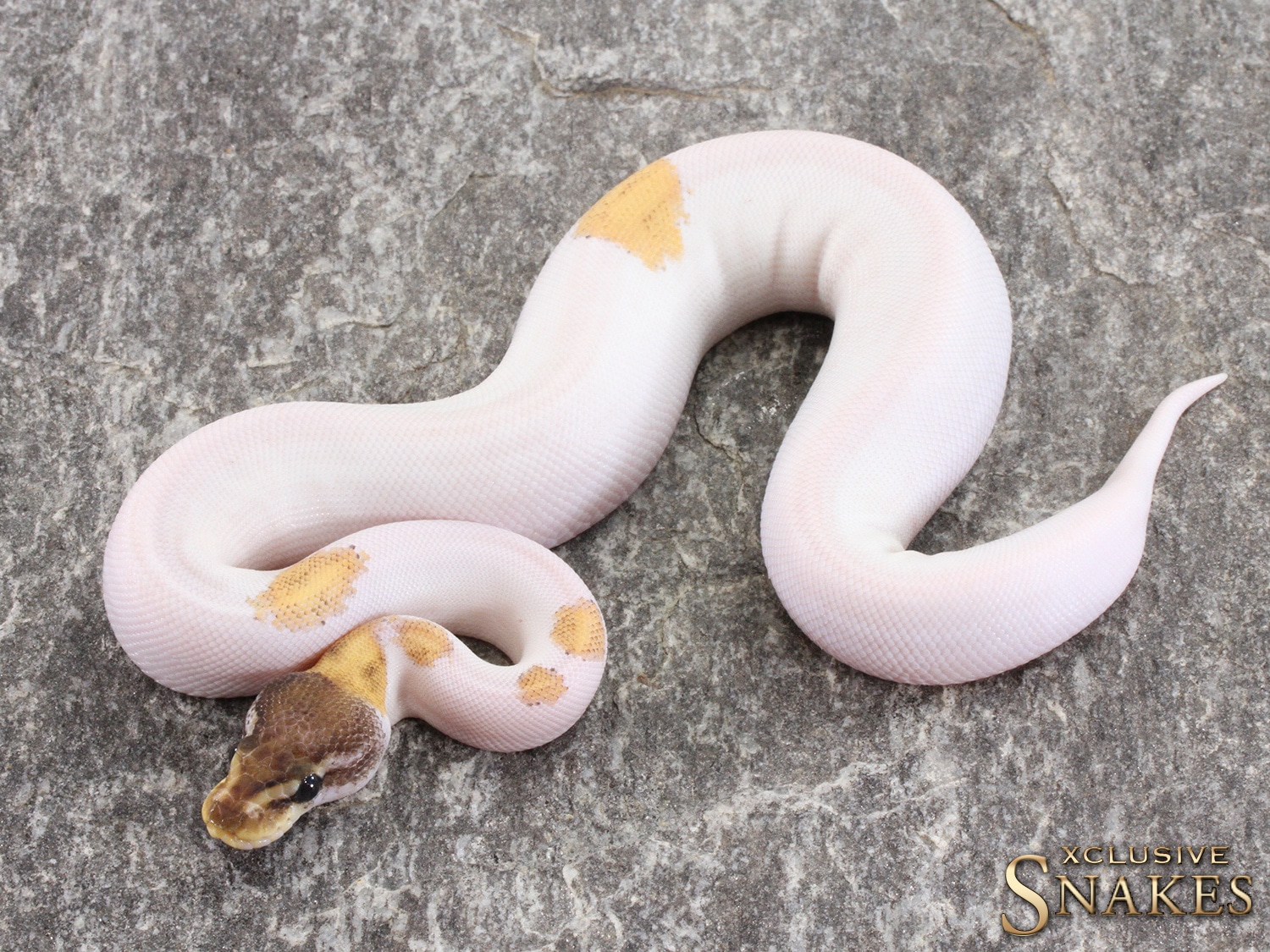 Mojave Yellow Belly Orange Dream Piebald 50% Het Axanthic Ball Python ...