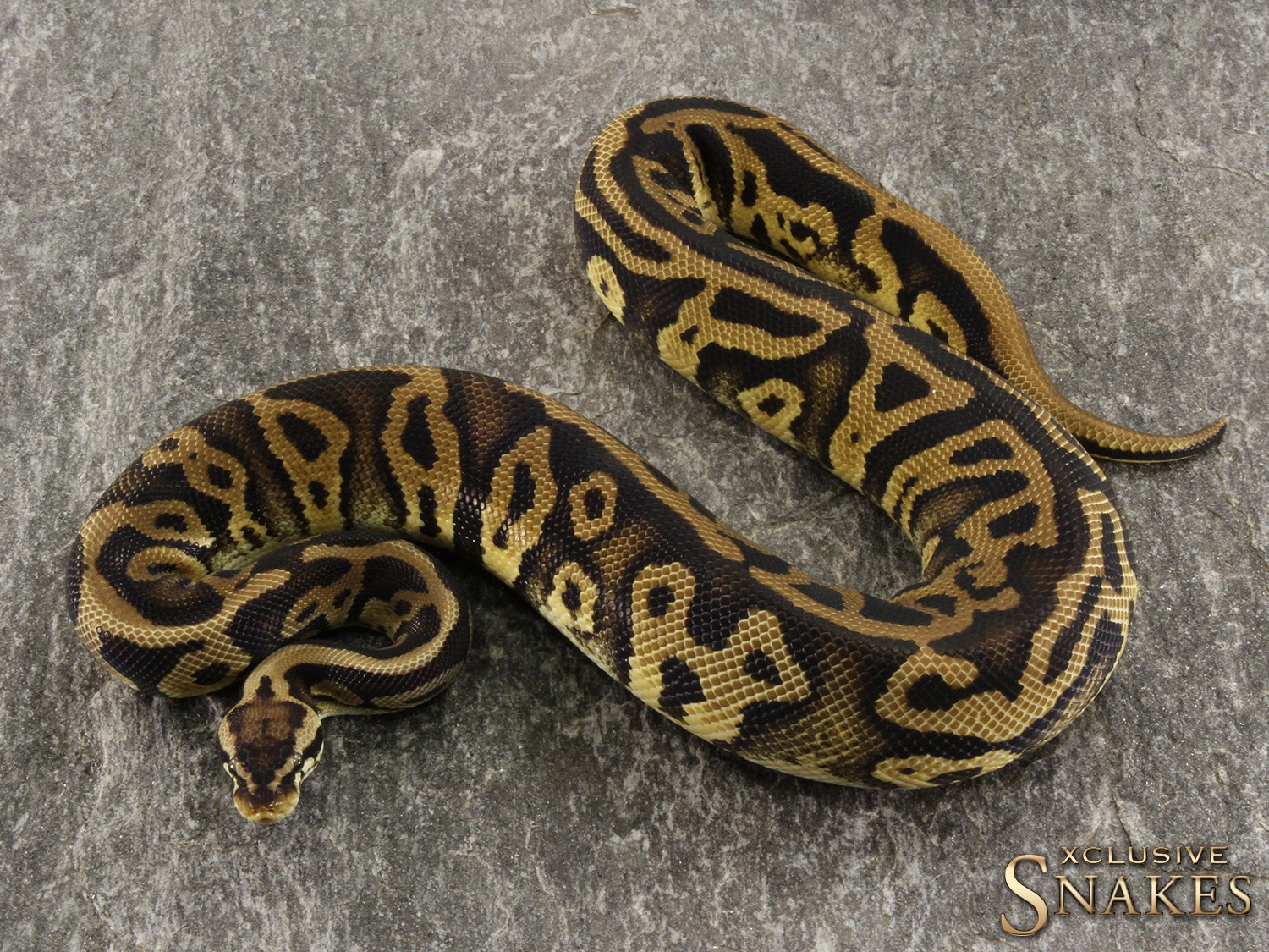 Pastel Leopard Th Ultramel Clown Piebald Ball Python by Xclusive Snakes ...