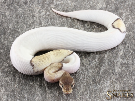 Pastel Mojave Pos Yellow Belly Piebald Het Lavender Ball Python by ...