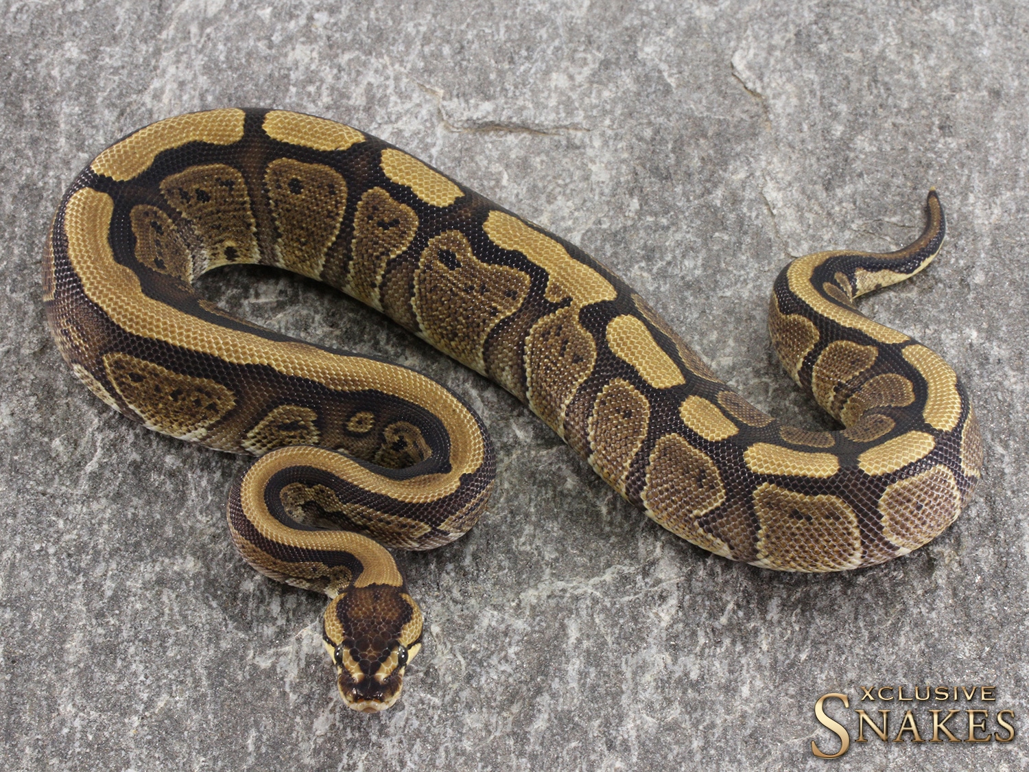 Red Stripe Double Het Clown Piebald Pos G-Stripe Ball Python by ...