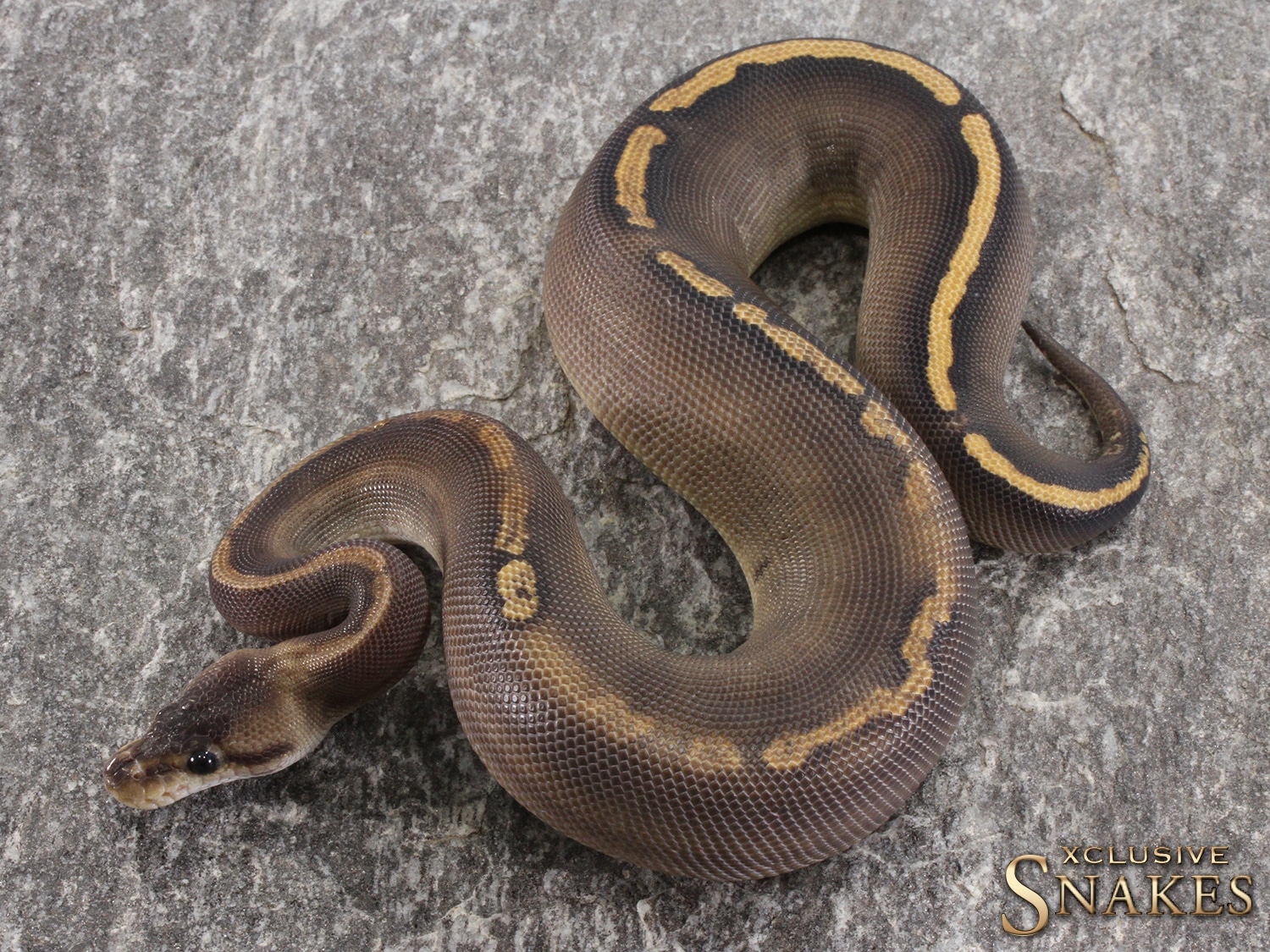 Black Pastel Wookie GHI Pos Yellow Belly / Gravel Het Clown Ball Python ...