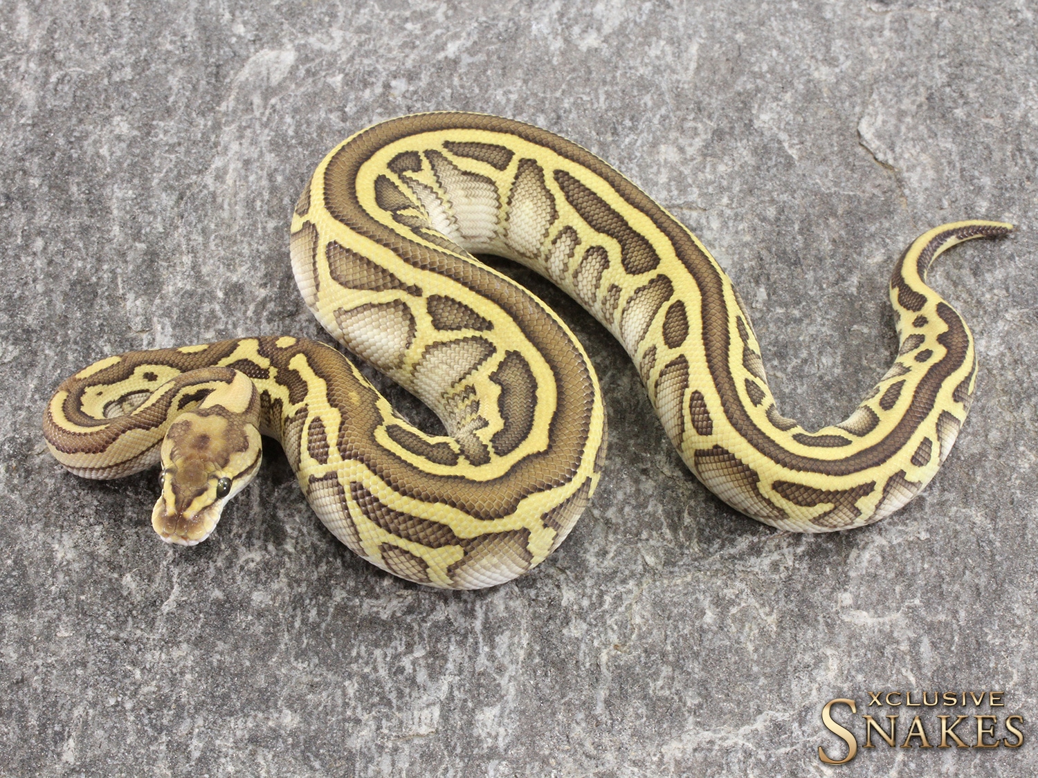 Leopard Lesser Crypton Het Hypo Ball Python by Xclusive Snakes ...
