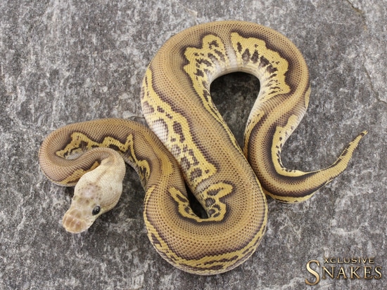 Wookie Pastel Mojave Leopard Pos Yellow Belly/Gravel Clown Ball Python ...