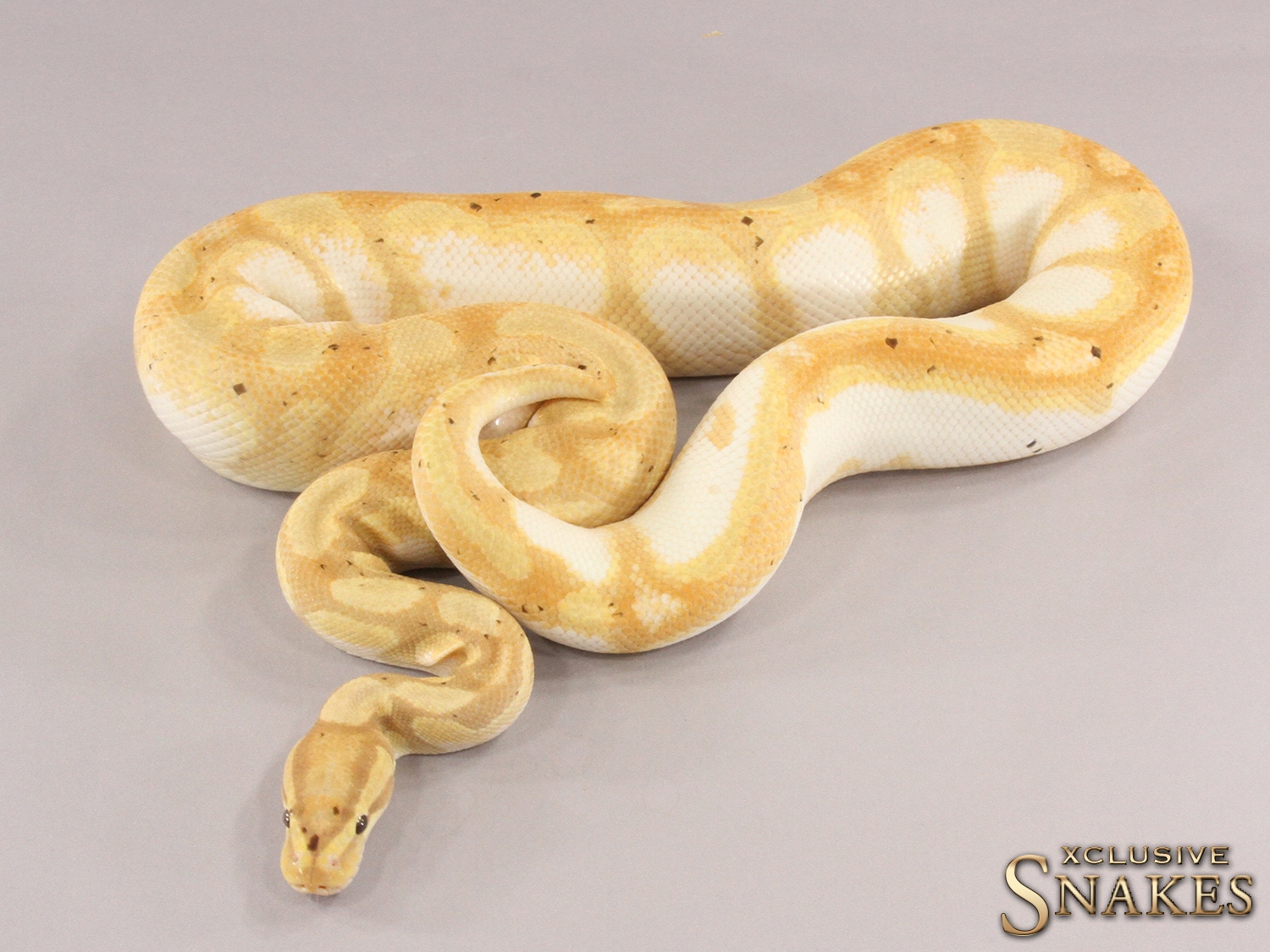 Enchi Banana Calico Het Desert Ghost Ball Python by Xclusive Snakes ...