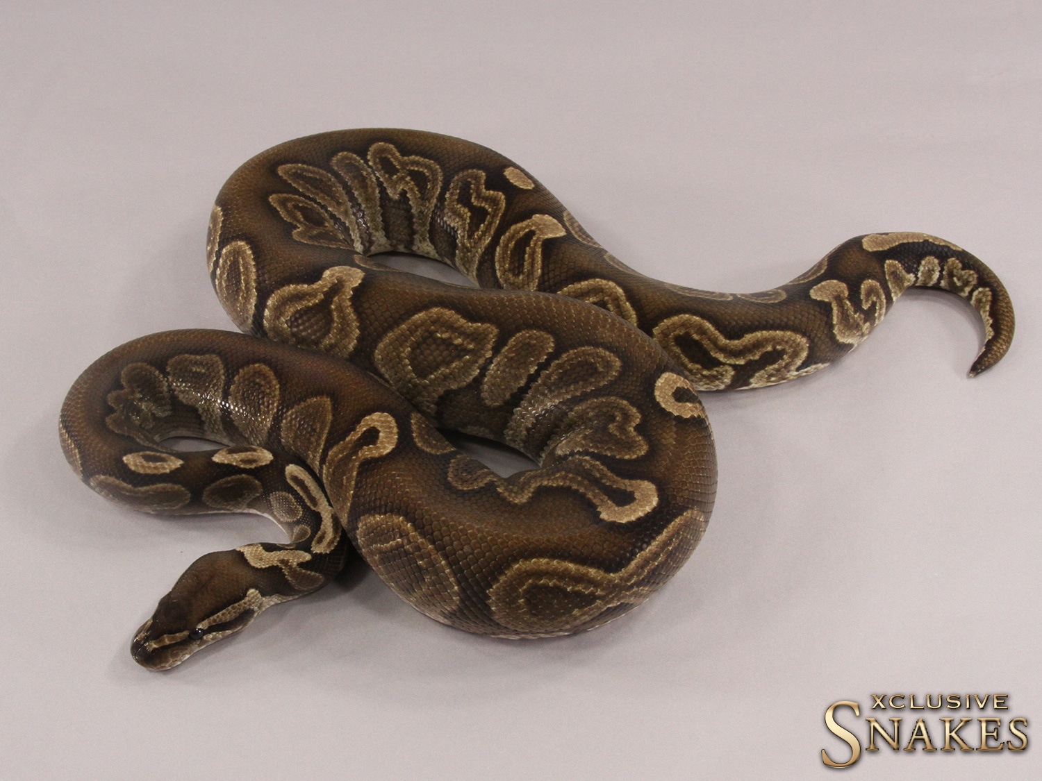 GHI HRA Double Het Hypo Clown Ball Python by Xclusive Snakes - MorphMarket