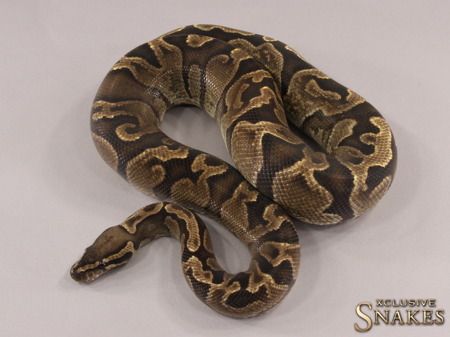 GHI Het Dreamsicle Ball Python by Xclusive Snakes - MorphMarket