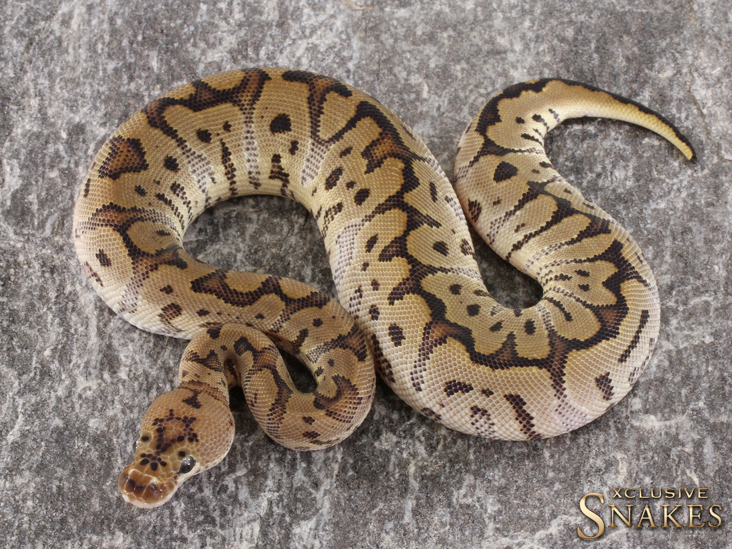 Hidden Gene Woma Clown Ball Python by Xclusive Snakes - MorphMarket
