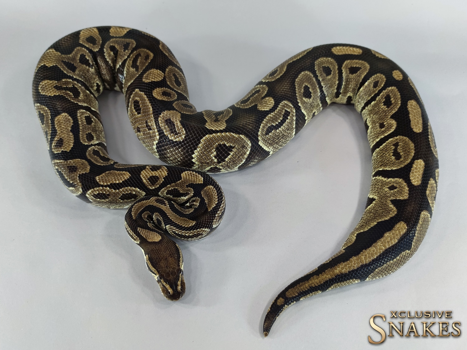 Het Piebald Ball Python by Xclusive Snakes - MorphMarket