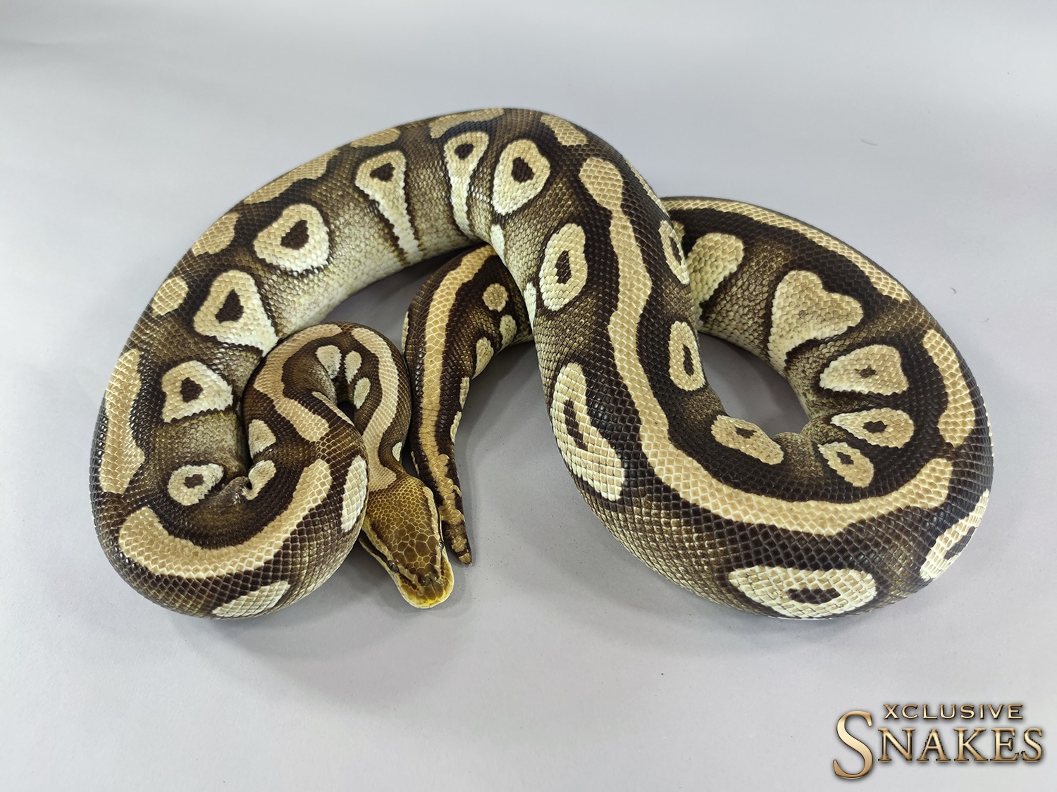 Pastave Het Clown Ball Python by Xclusive Snakes - MorphMarket