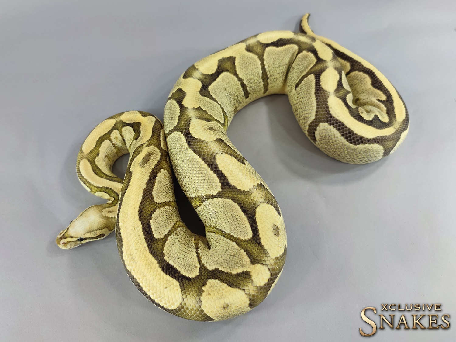 Super Vanilla Ball Python by Xclusive Snakes - MorphMarket