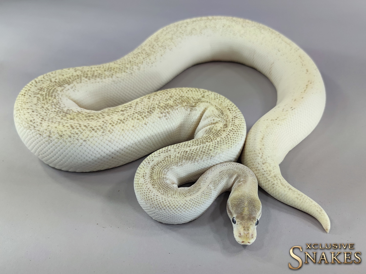 Super Mojave Het Piebald Ball Python by Xclusive Snakes - MorphMarket