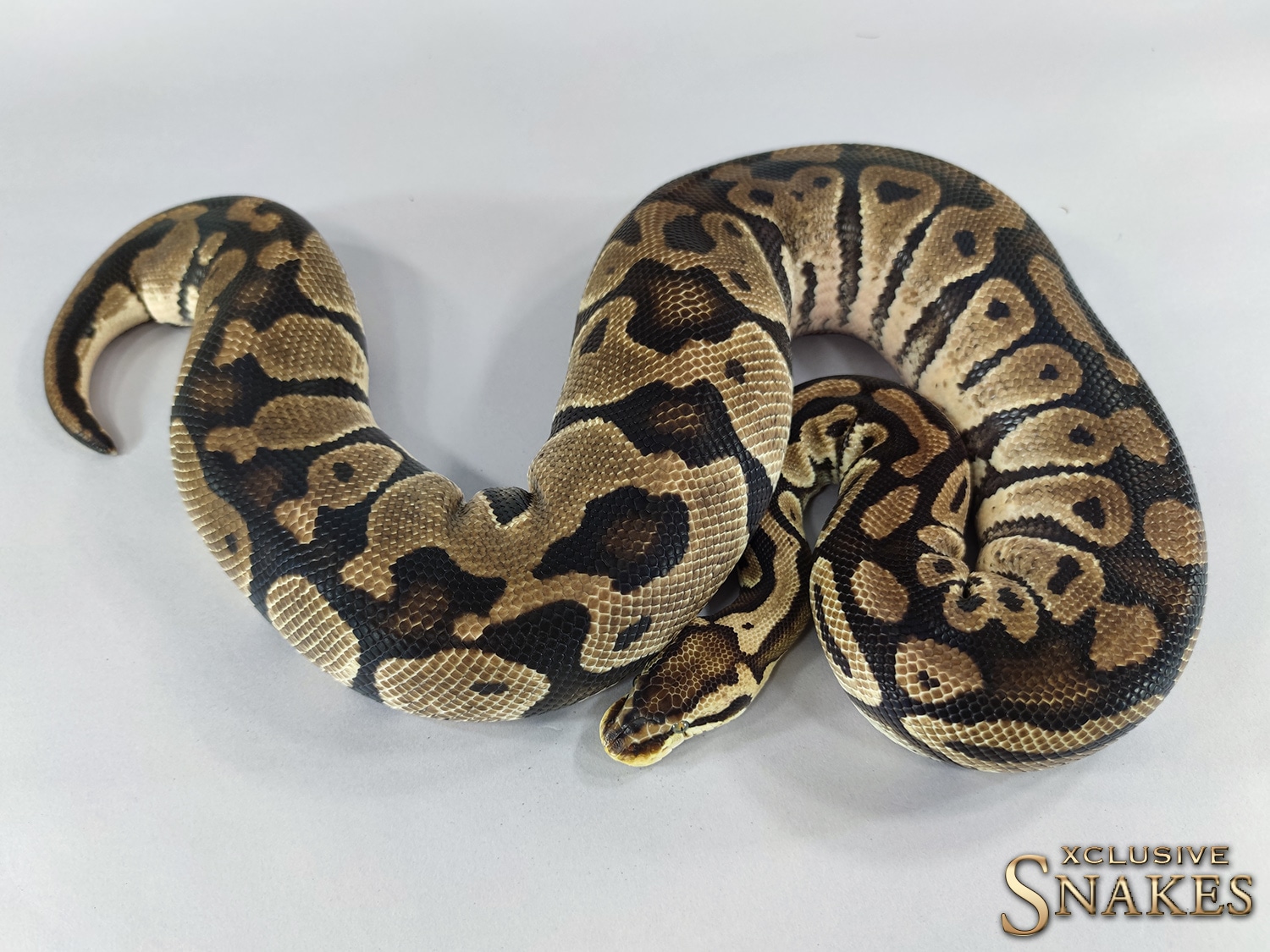 Pastel Vanilla Het Clown Ball Python by Xclusive Snakes - MorphMarket