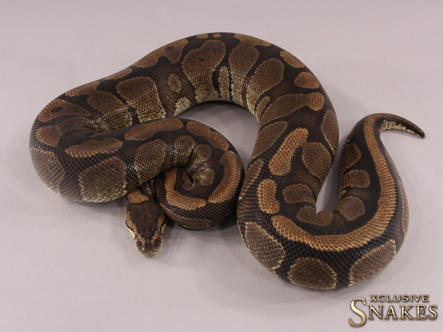 Red Stripe Ball Python by Xclusive Snakes - MorphMarket
