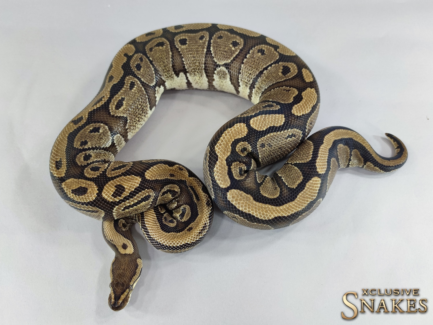 Red Stripe Ball Python by Xclusive Snakes - MorphMarket